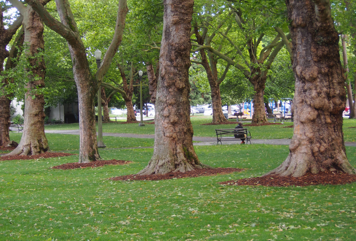 Why Like Green Lake? How to Create Beauty and Sense of Stage – Prospericity